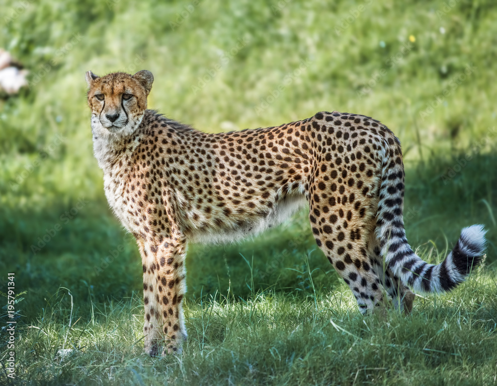Cheetah Standing Stock Photo | Adobe Stock