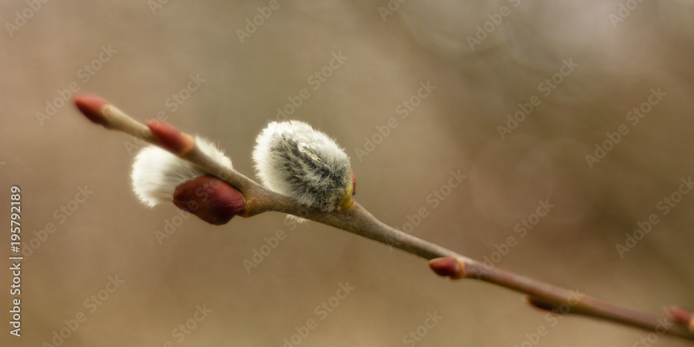 Salix discolor - Cats are one of the symbols of spring and Easter ...