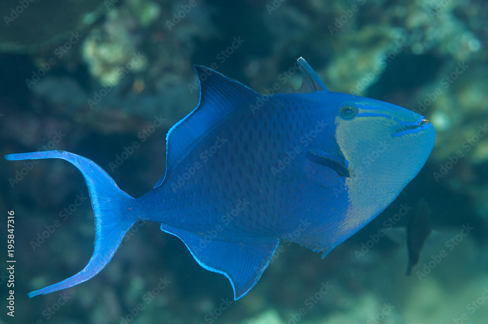 Red Tooth Triggerfish