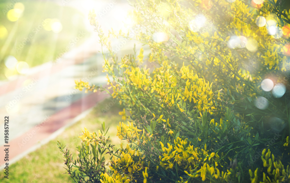 Midsummer gold background with yellow flowers bush, rays of sun and ...