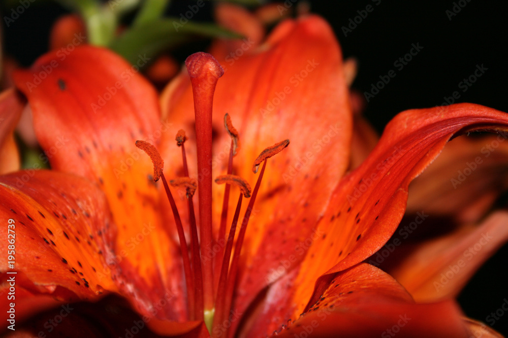 pistil and stamen of lily Stock Photo | Adobe Stock