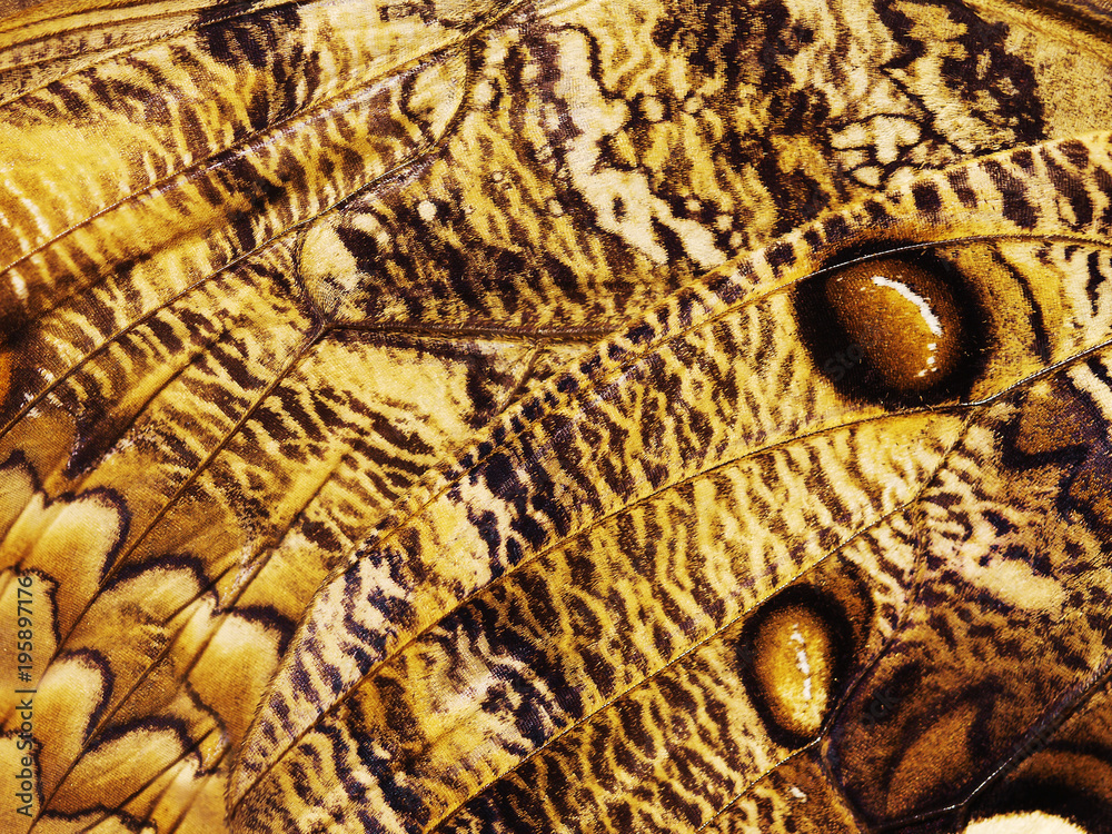 A fragment of a wing of butterfly a forest giant owl butterfly, Caligo ...