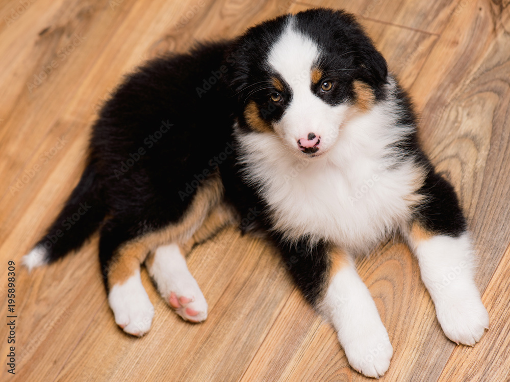 Black Tri Australian Shepherd Puppies