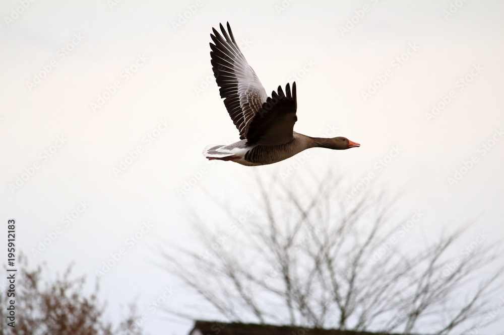 Wildgans in der Luft Stock-Foto | Adobe Stock