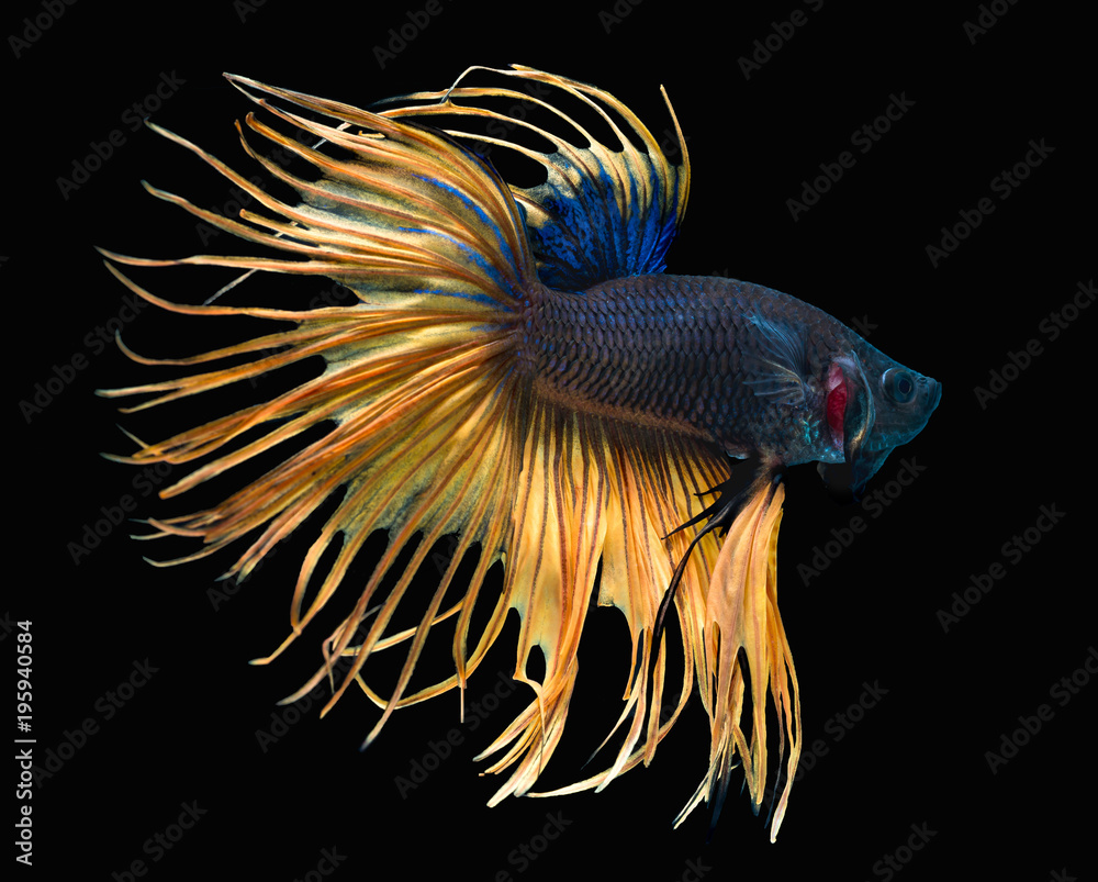 Beautiful Crowntail Betta Fish