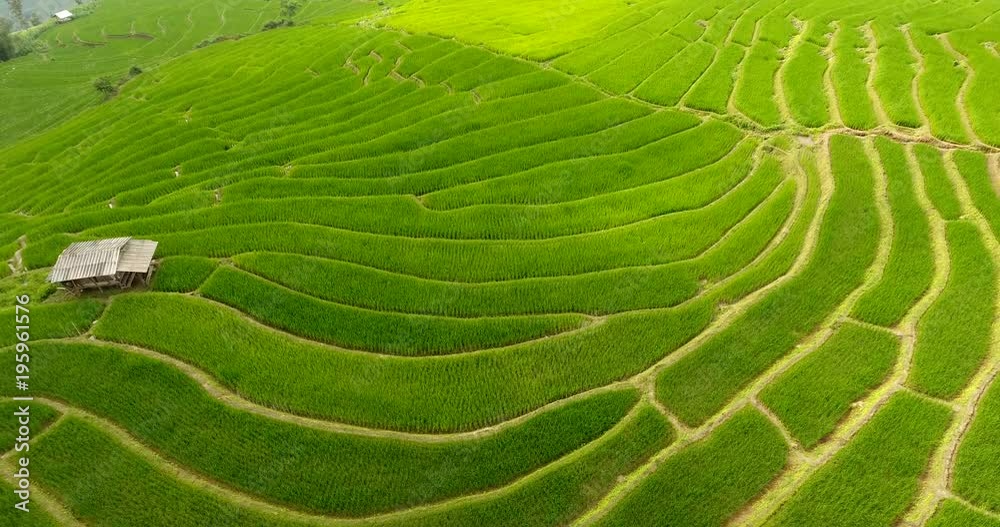 Asian rice field terrace on mountain side, lush agriculture land. Rice ...