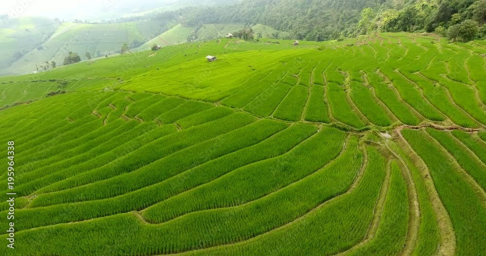 Asian rice field terrace on mountain side, lush agriculture land. Rice ...