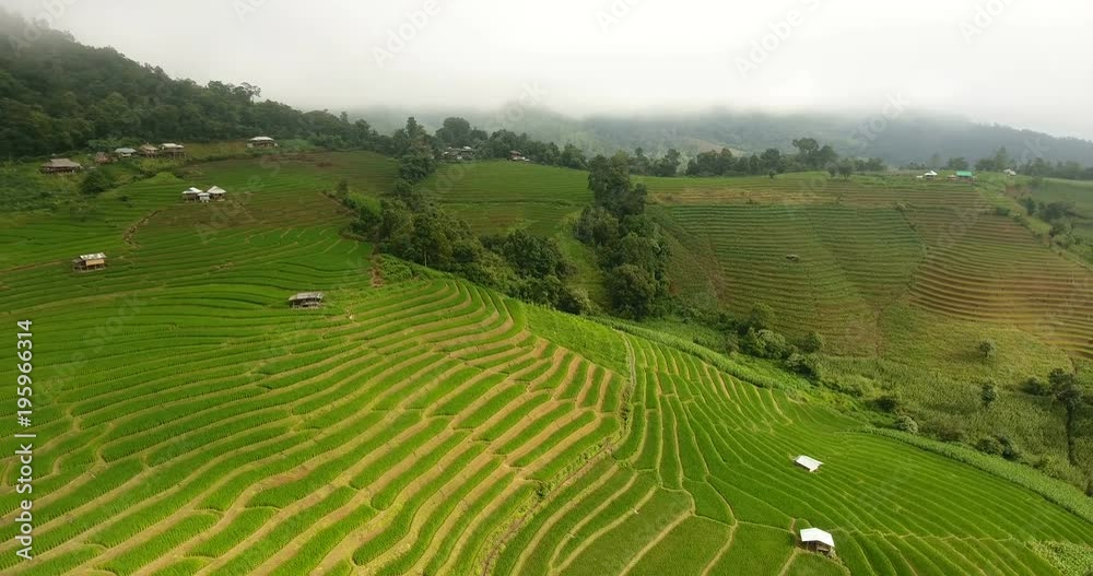 Asian rice field terrace on mountain side, lush agriculture land. Rice ...
