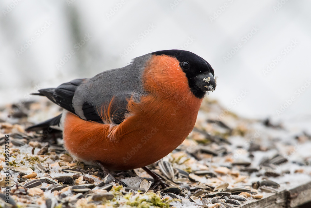 Gimpel Stock-Foto | Adobe Stock