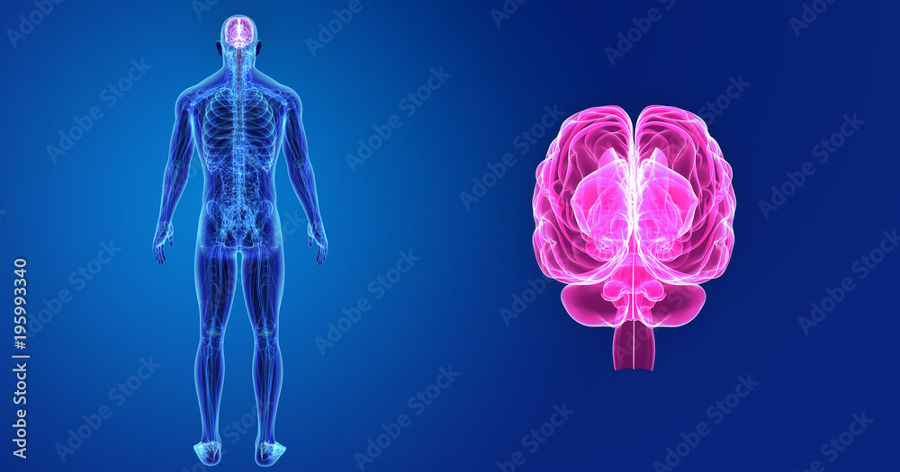 Brain zoom with Anatomy Posterior view Stock Photo | Adobe Stock