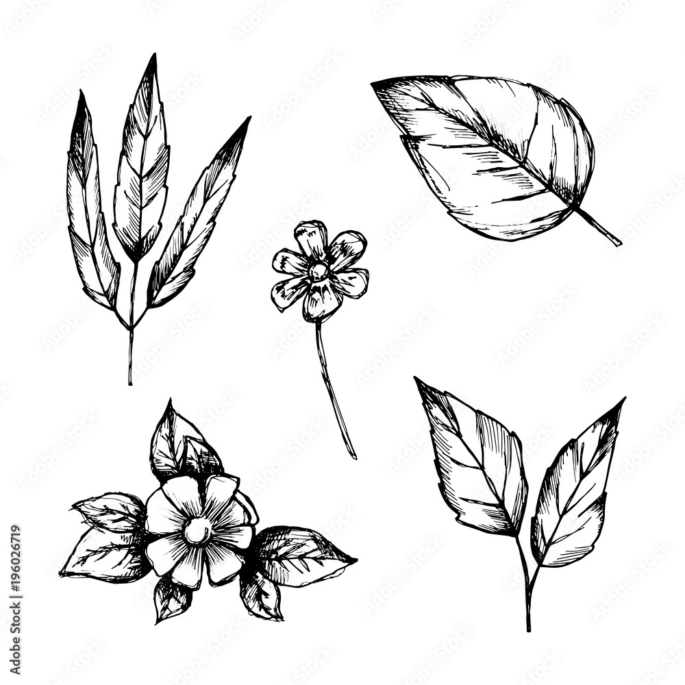 set of hand drawings isolated botanical vintage plants and flowers ...