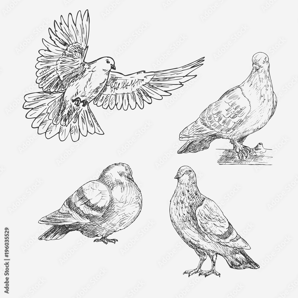 Set of hand drawn doves. Sketch of doves Stock Vector | Adobe Stock
