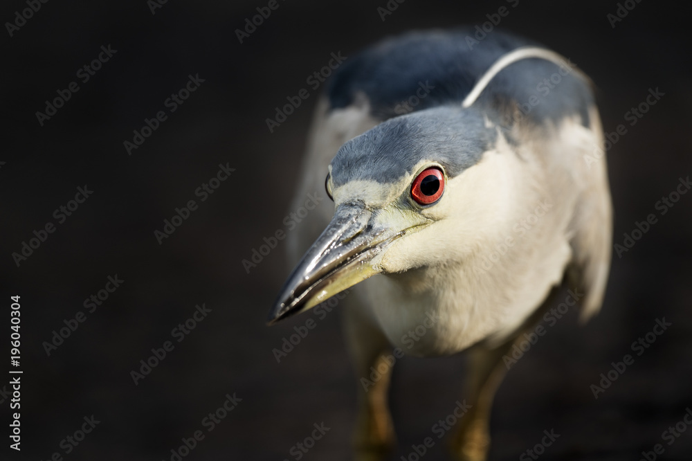 A Black-crowned Night Heron stalks prey in a spotlight of sun with a ...