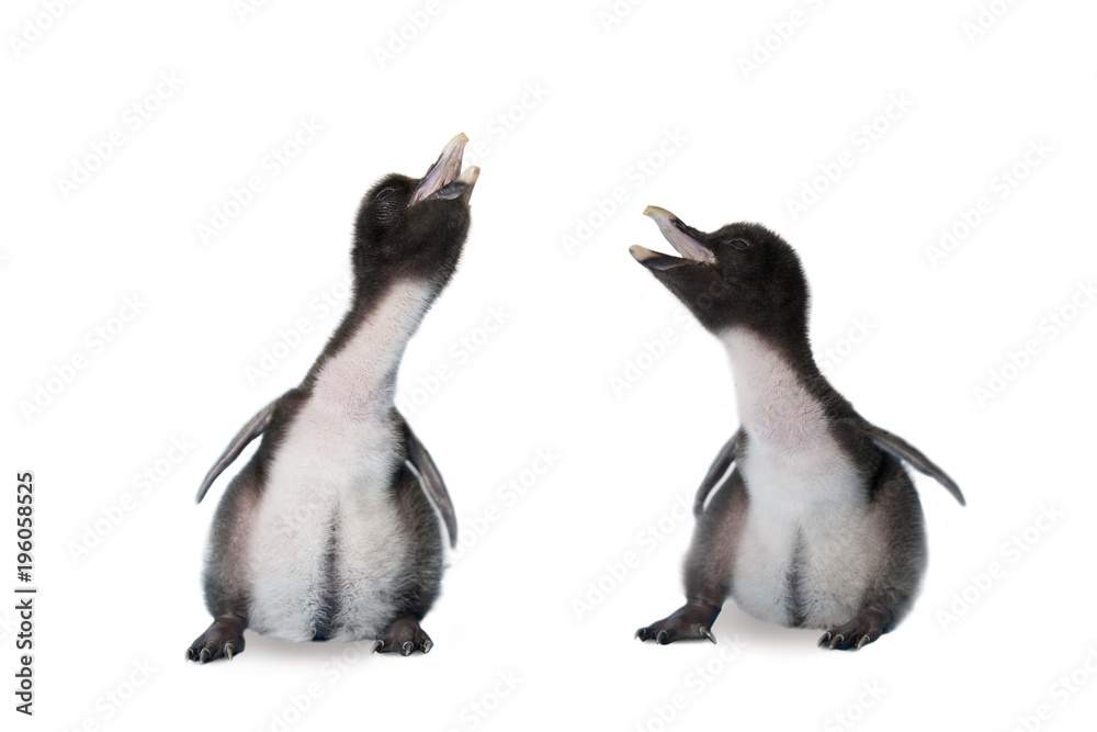 Baby Rockhopper Penguin