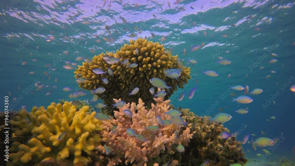 Tropical Blue Green Fish and Sea Surface. Picture of underwater blue ...