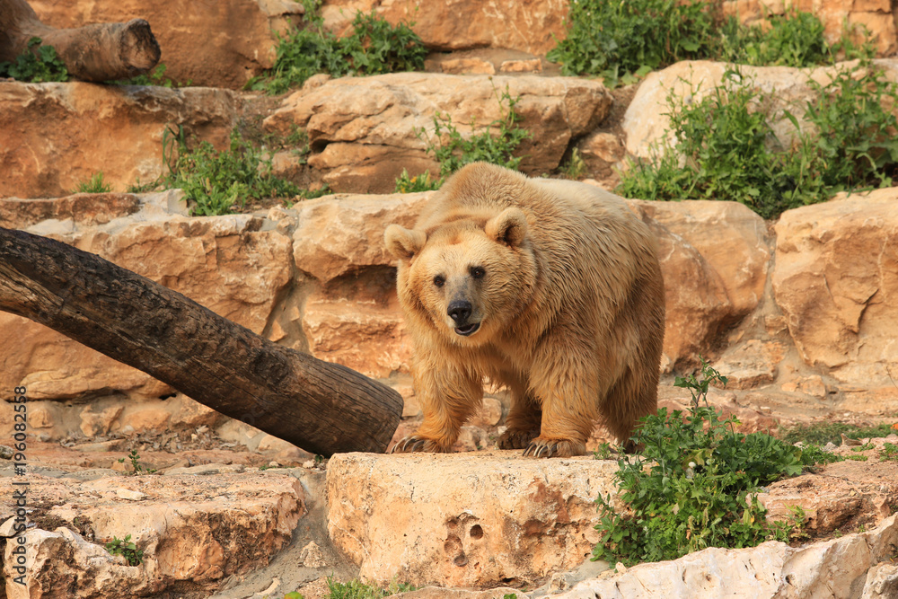 Wild animals in the zoo Stock Photo | Adobe Stock