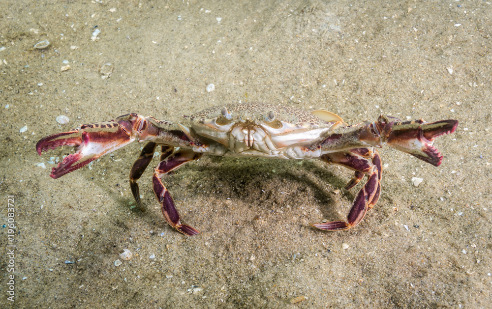 Lady Crab Stock Photo | Adobe Stock