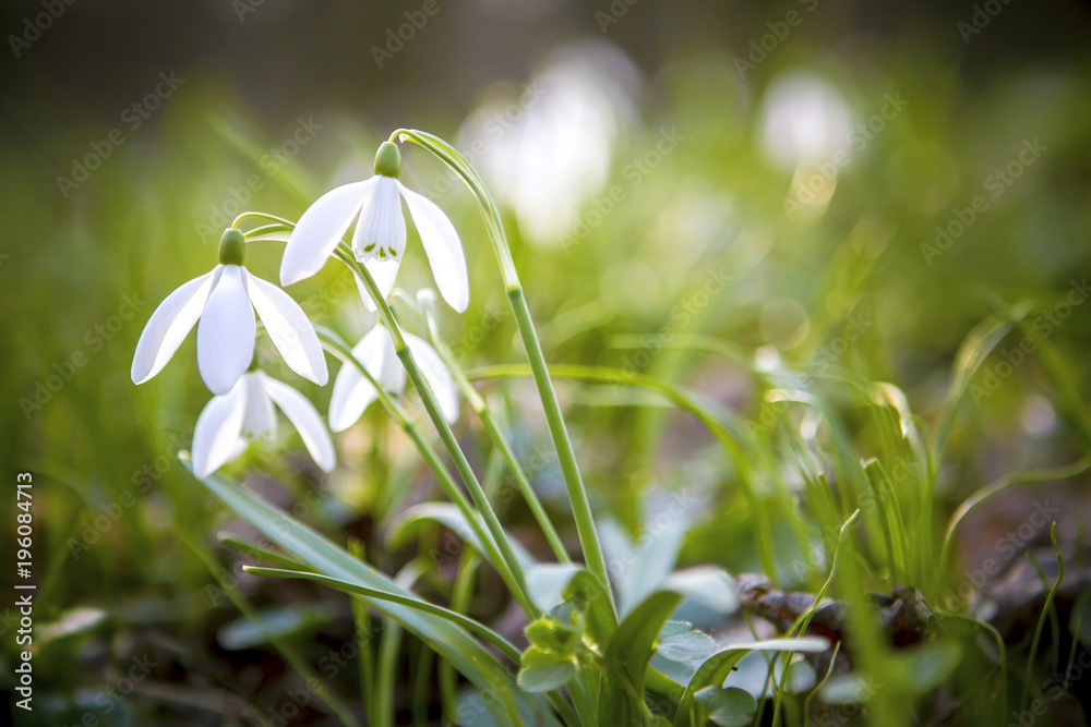 Zbliżenie na przebiśniegi z naturalnym rozmyciem. Symbol odchodzącej ...