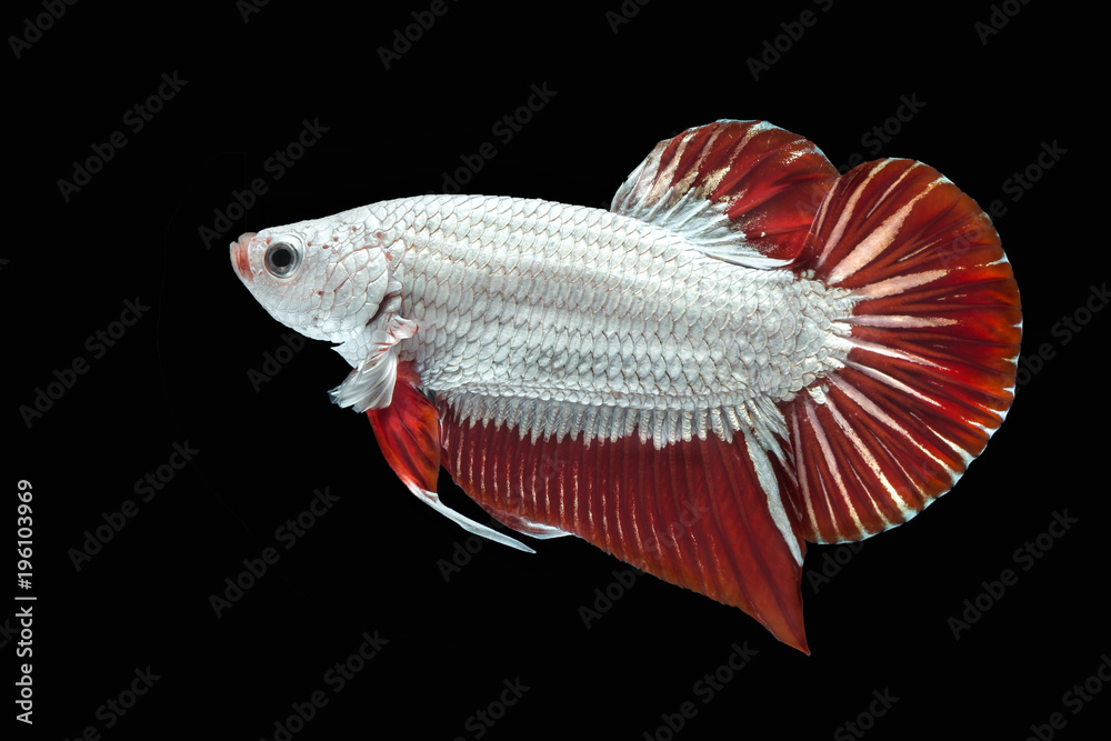 Dragon Scale Betta Halfmoon