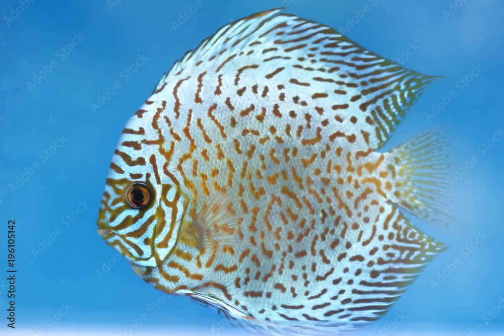 Flowerhorn Cichlid Colorful fish swimming in fish tank. This is an ...