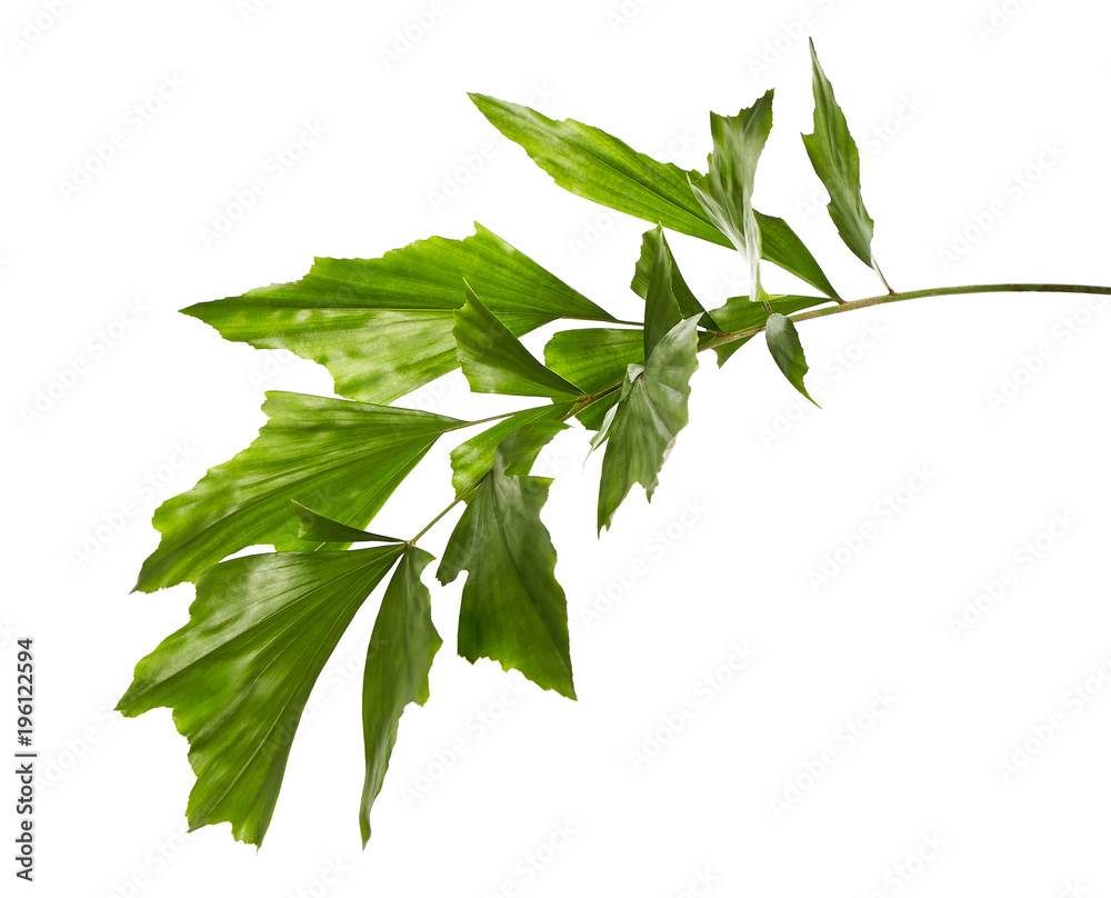 Fishtail Palm Leaves