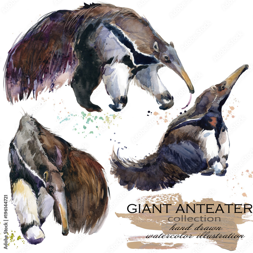 Giant anteater hand drawn watercolor illustration set Stock ...