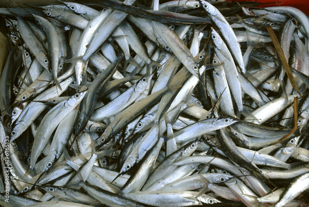 Balaou bleu, vente du poisson sur un marché de Martinique, Antilles ...