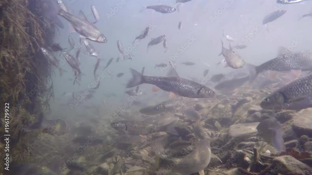 Underwater video from nice river habitat. Swimming close up freshwater ...