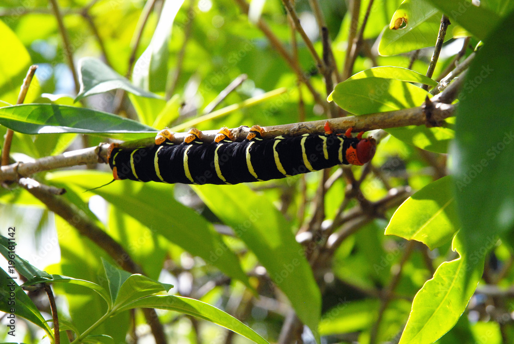 Chenille accrochée au feuillage, Martinique (Département d'outre-mer ...