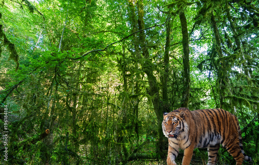 Tigers In The Forest