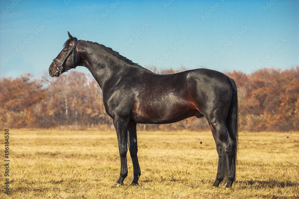 Plakat zewnętrzne zdjęcie pięknego konia rasy Koń ukraiński #196184530 ...