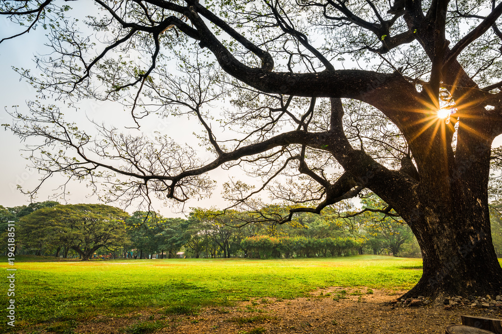 Big rain tree with green grass field in Public Park Stock Photo | Adobe ...
