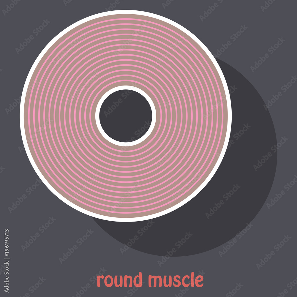 Illustration of Structure Skeletal Muscle Anatomy Stock Vector | Adobe ...