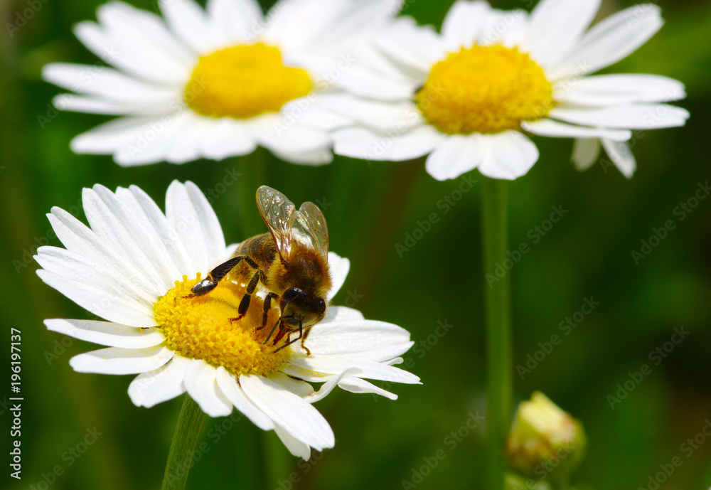 Bee on a daisy Stock Photo | Adobe Stock