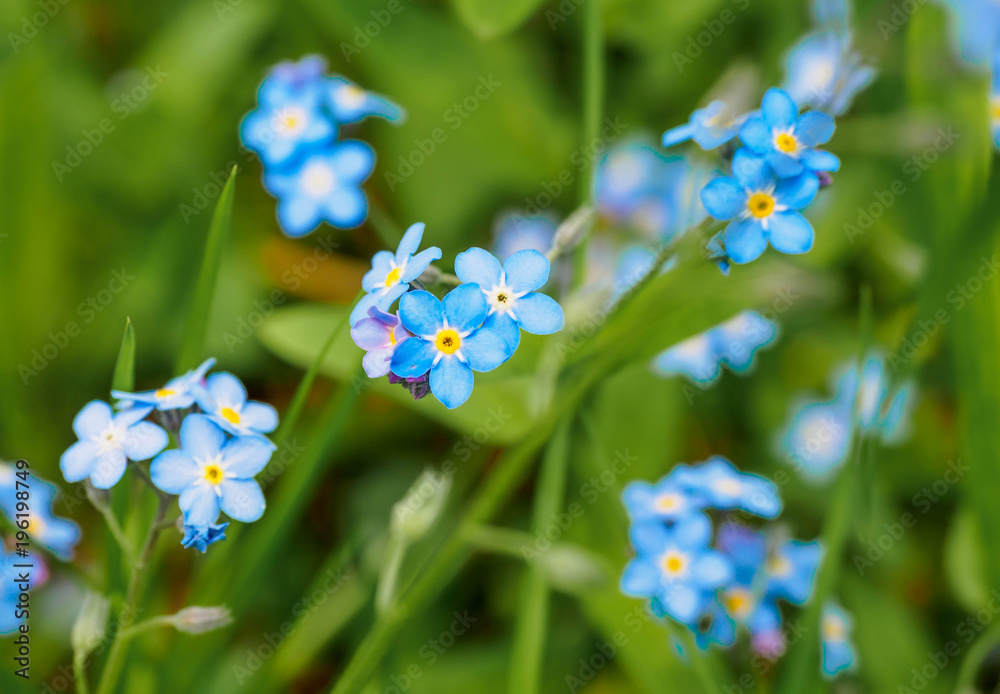 Water forget-me-not Myosotis scorpioides Myosotis palustris Myosotis ...