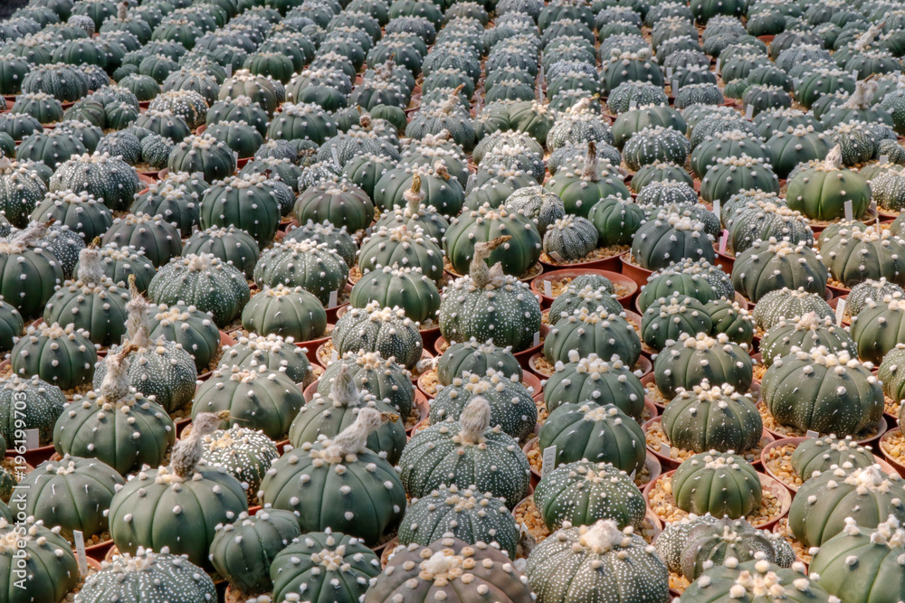 Astrophytum myriostigma. A hobby plants,Astrophytum is one of the ...