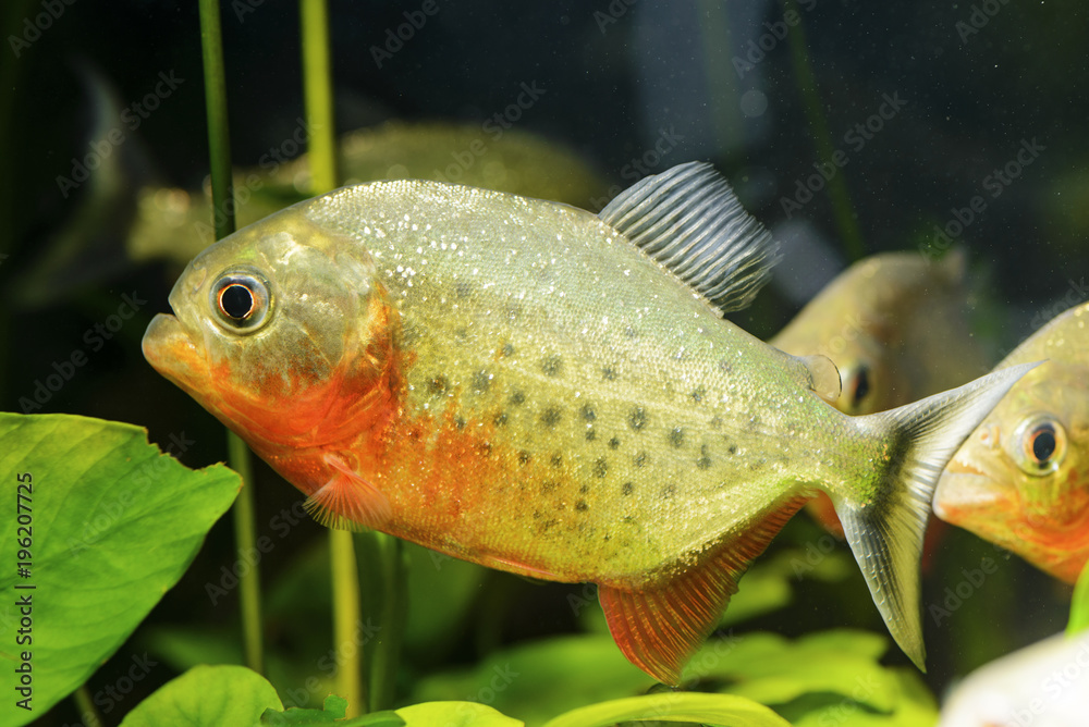 predatory pirani fish in the aquarium Stock Photo | Adobe Stock
