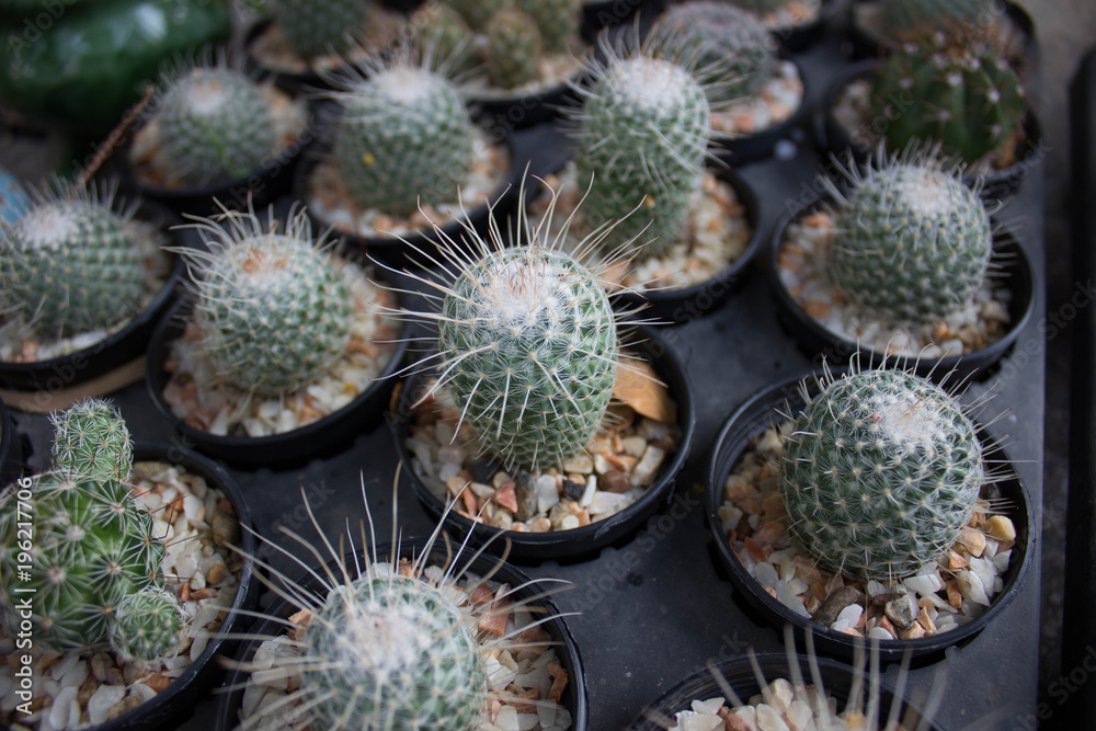 Learn how to grow great and healthy cactus plants indoors, including ...