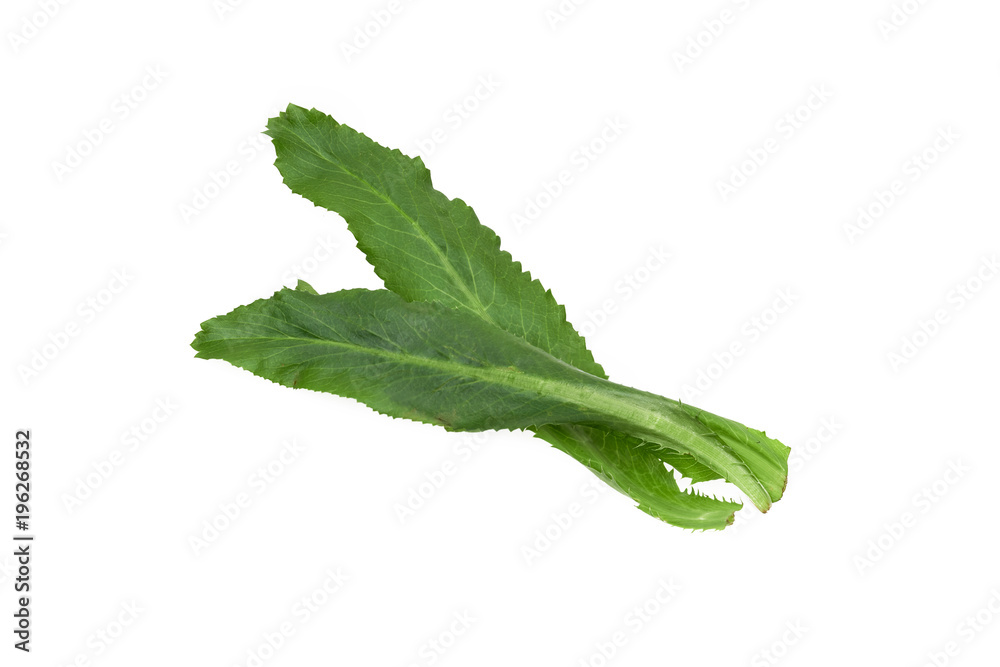 Poster Sawtooth Herb – Wall Art | UkPosters