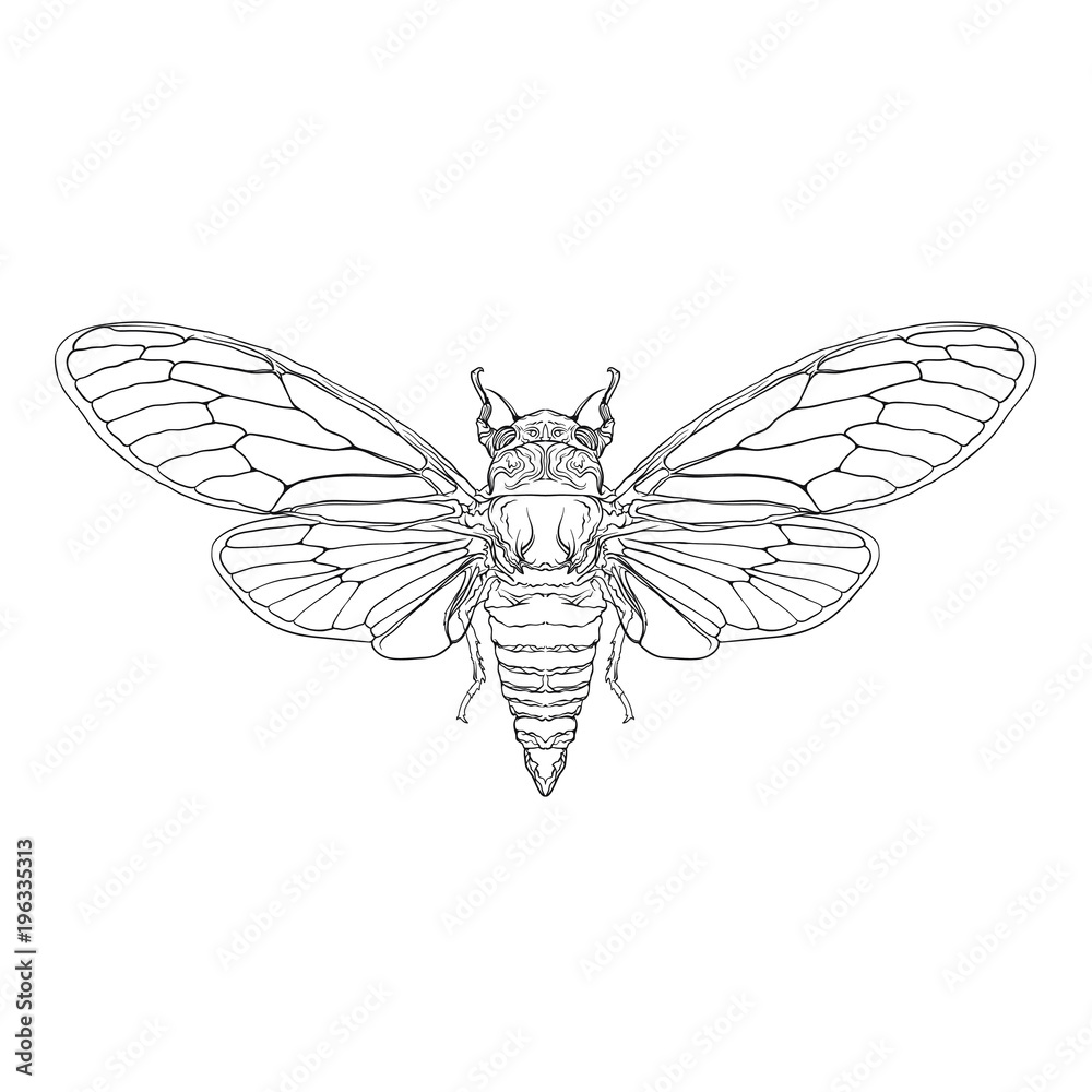 Vector big cicada. Black and white version. Isolated on white ...