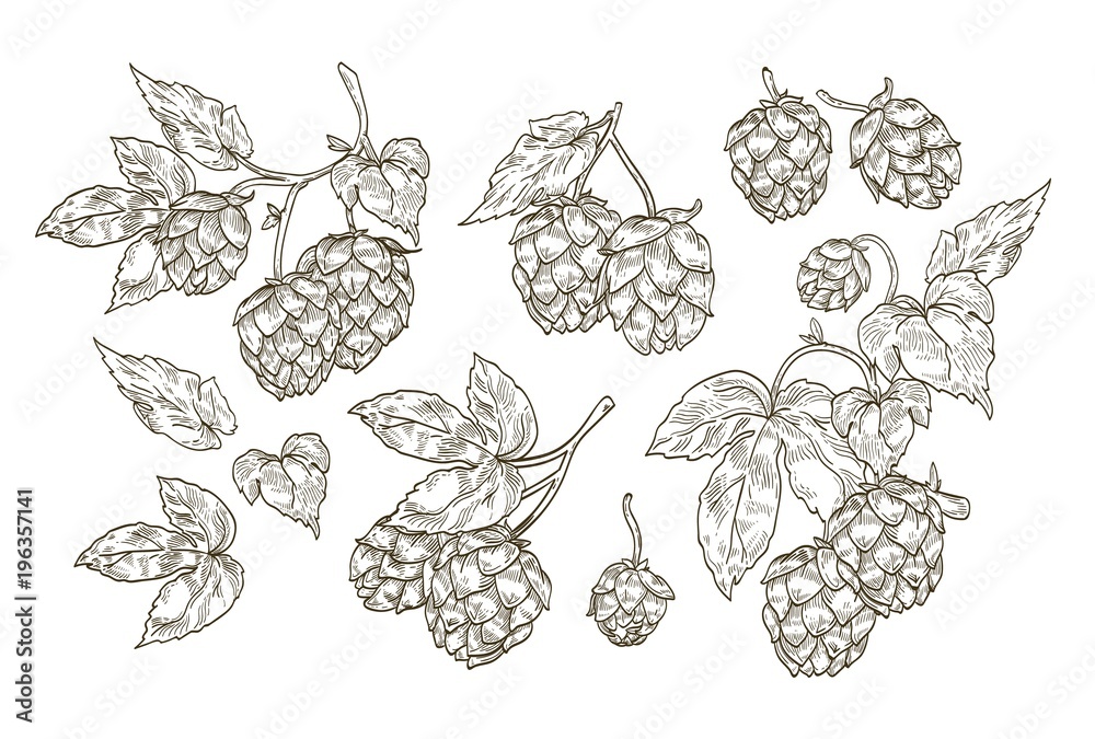 Collection of elegant botanical drawings of hop parts. Set of contour ...