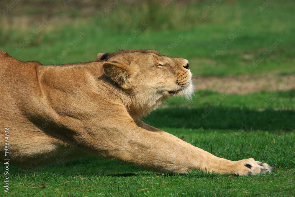 Stretching Lion