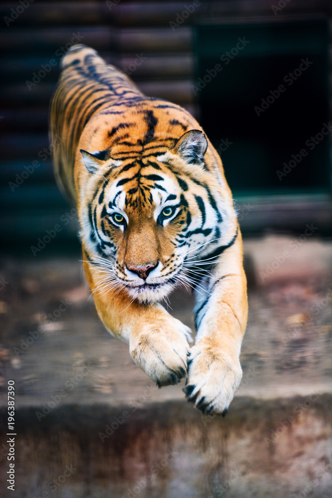 Jumping tiger. Beautiful, dynamic and powerful photo of this majestic ...