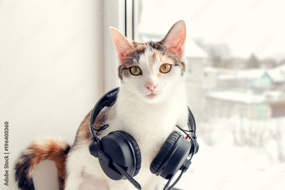 A cat with headphones on the windowsill Stock Photo | Adobe Stock