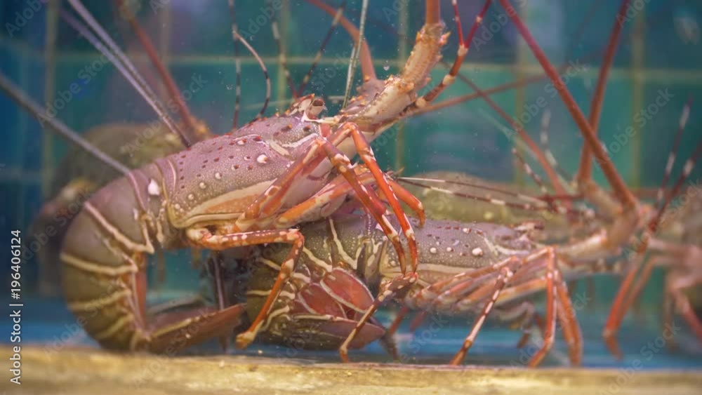 Closeup view of alive sea inhabitants in special containers with water ...