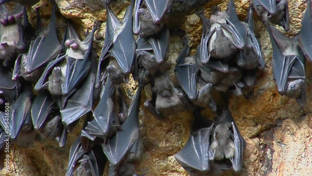 Bats hang on a wall at the Pura Goa Lawah Temple, or the Bat Cave ...