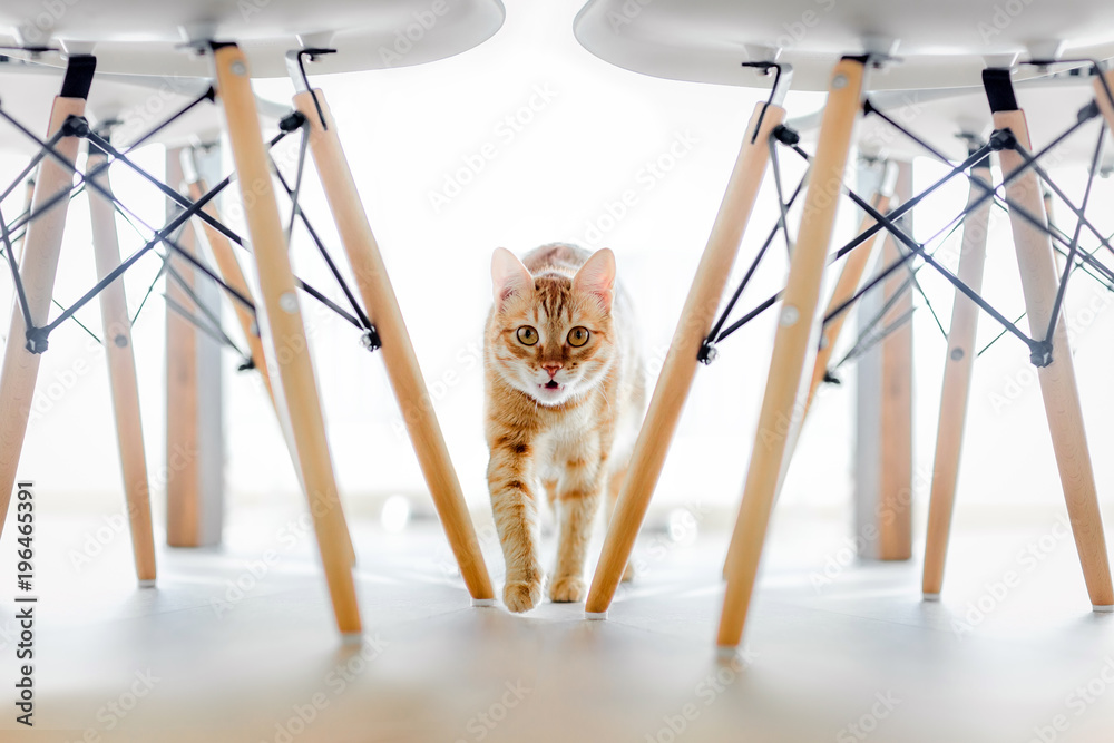 A red cat runs between the legs of the chair. White chair with wooden ...