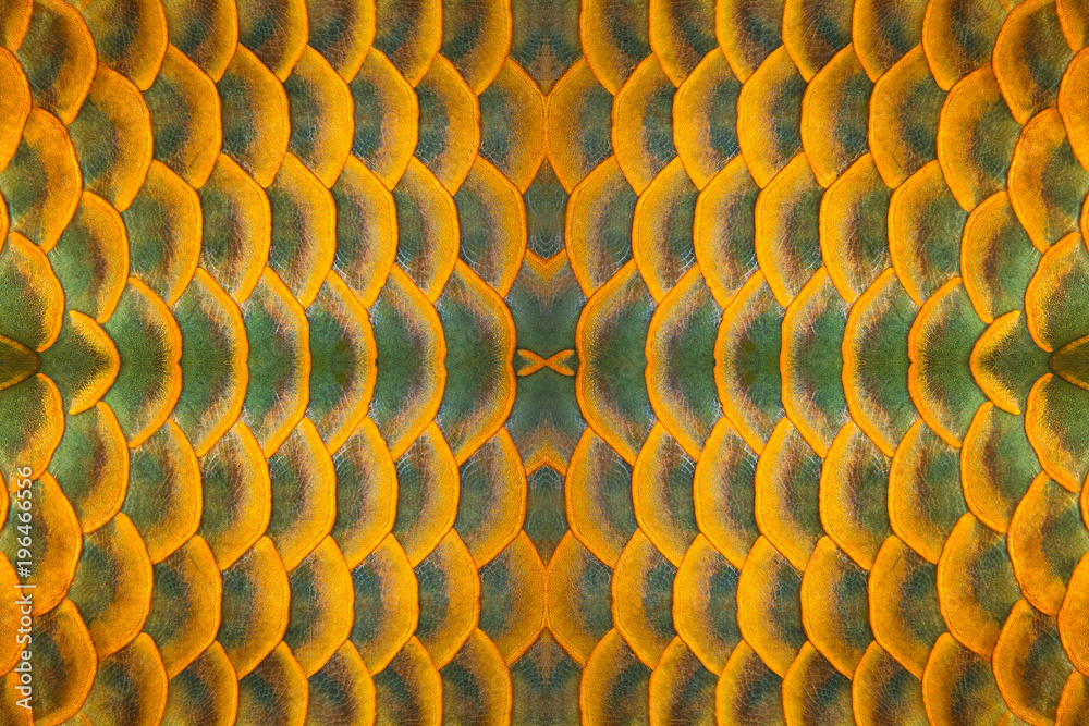 Skin color pattern of Malayan bonytongue fish. Stock Photo | Adobe Stock