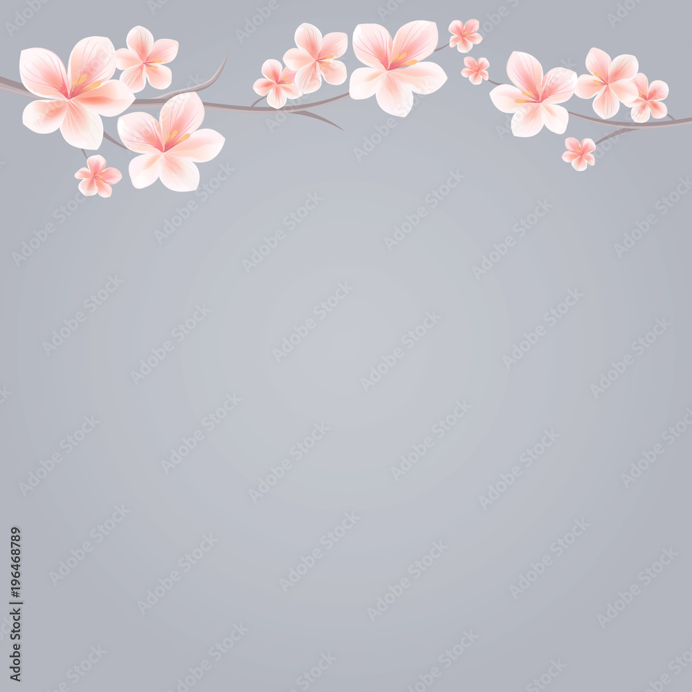 Branches of Sakura with Pink flowers isolated on Grey background ...