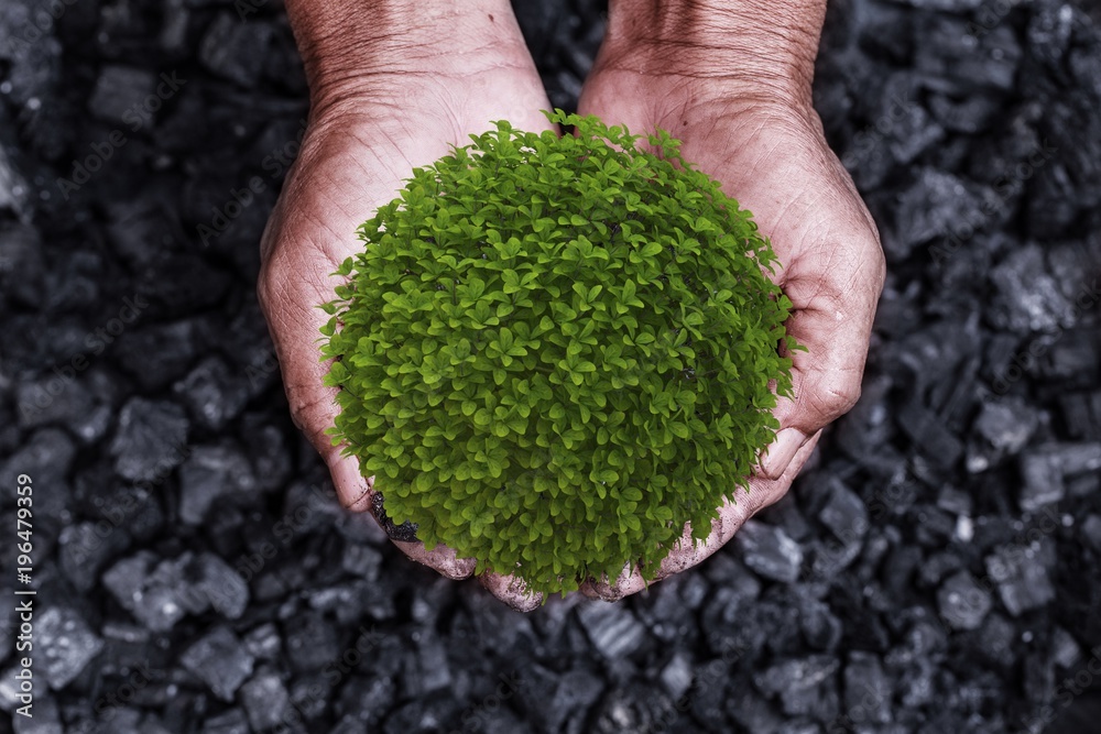Environment conservation concept : tree, plant in the man hands of coal ...